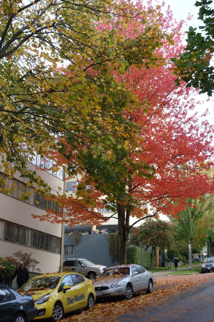 Falling for a New Season – Midday Musings