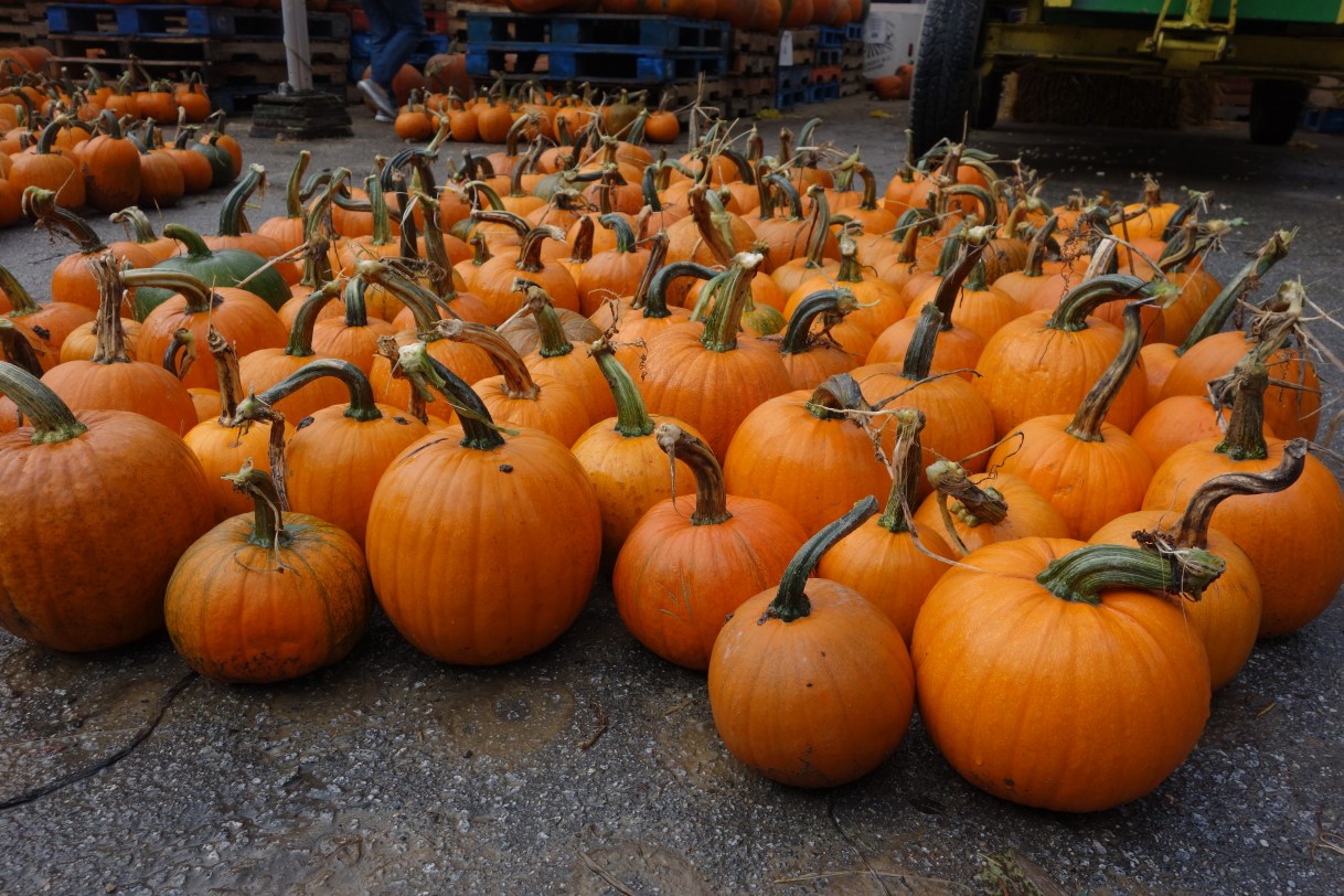 Falling for a New Season – Midday Musings